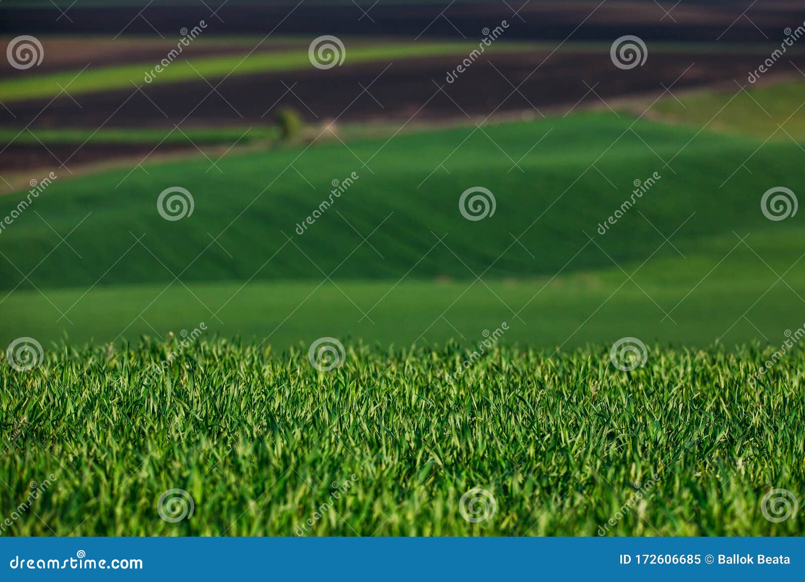 Rolling hills in spring stock image. Image of pasture - 172606685