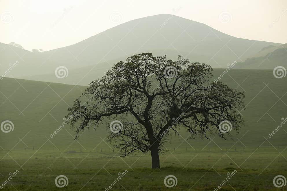 Rolling Hills in the Spring at Sunset Stock Photo - Image of lush ...