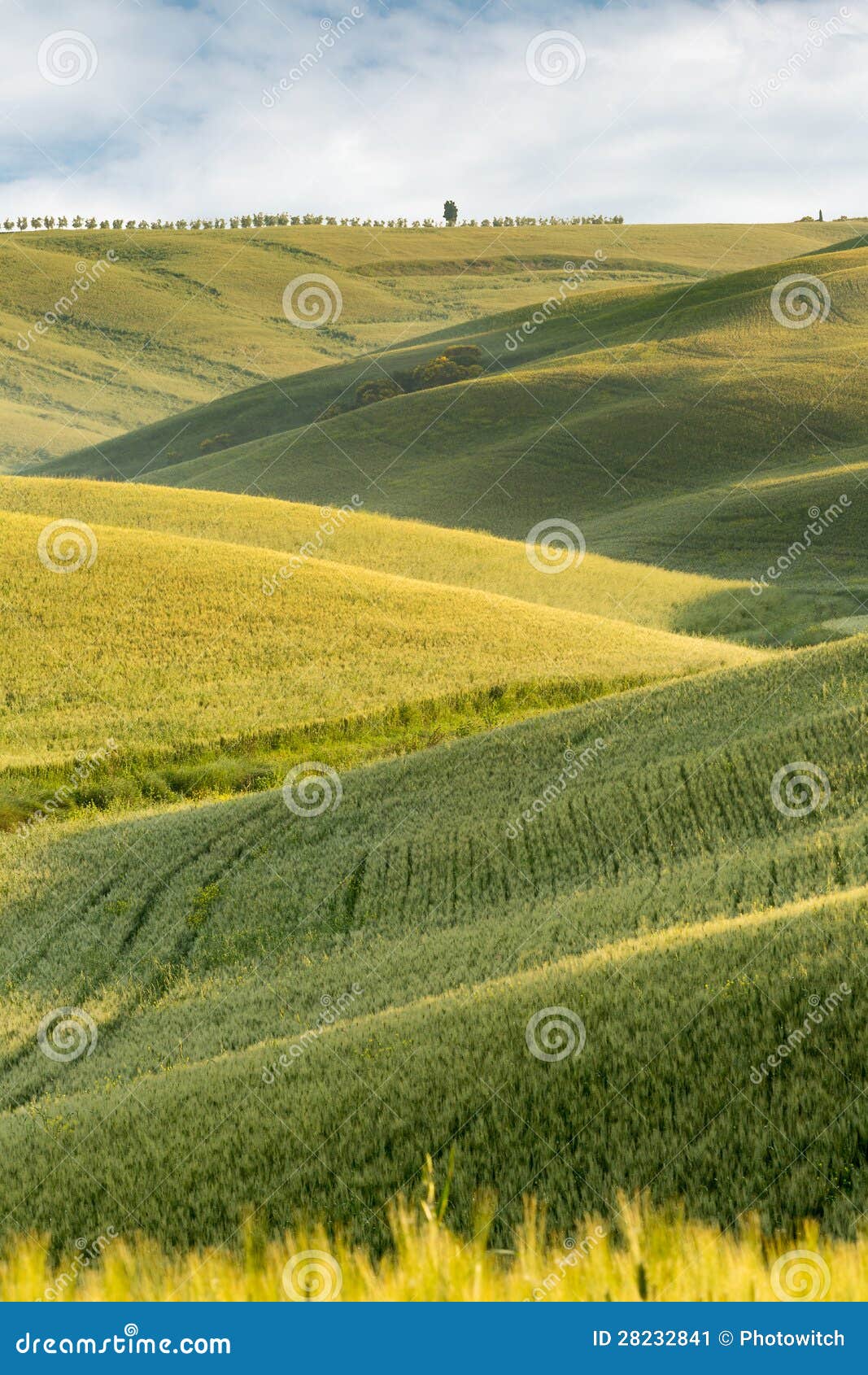Rolling hills of Tuscany stock image. Image of grassland - 28232841