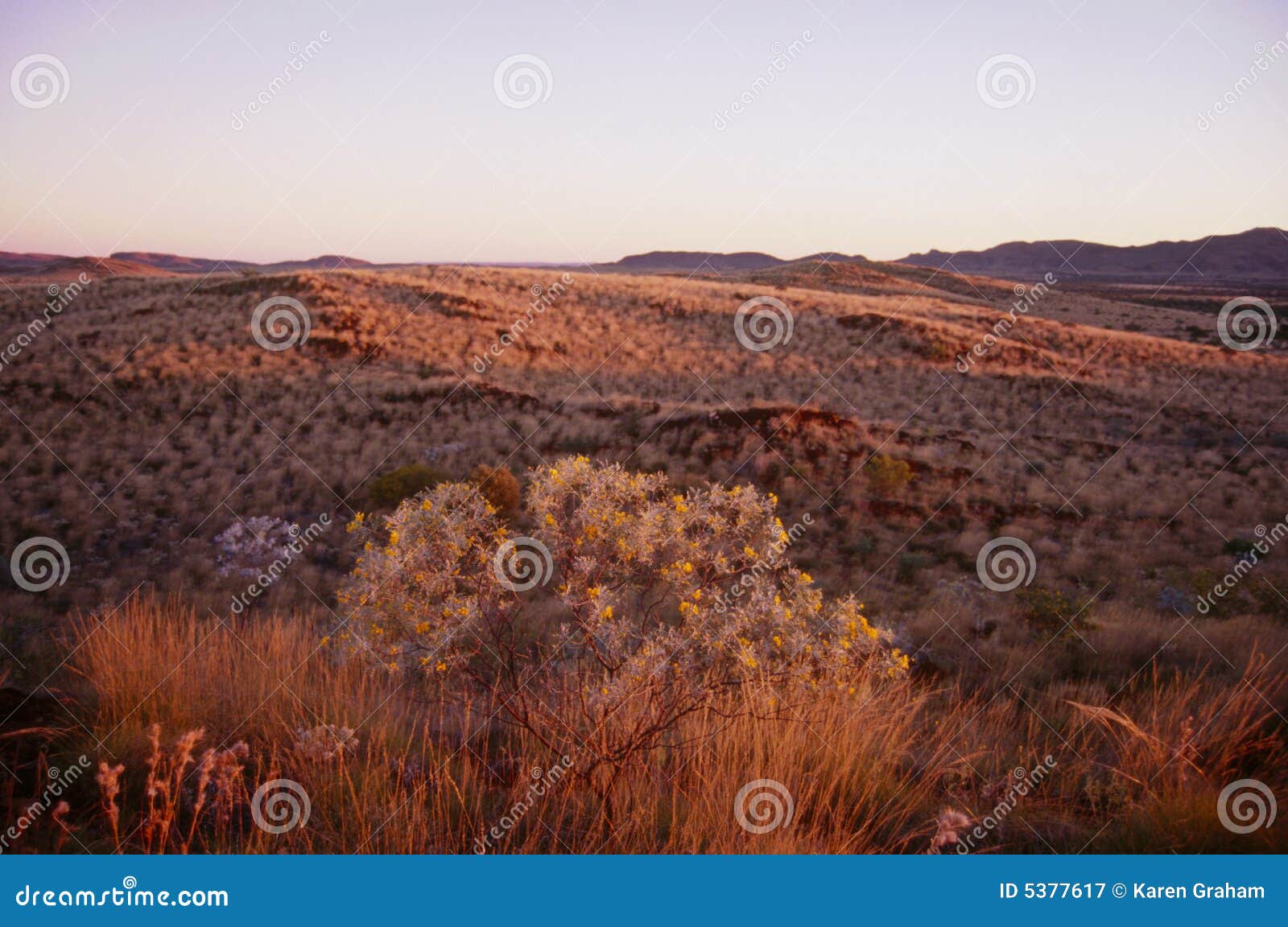 Pilbara Wildflowers Royalty-Free Stock Photography | CartoonDealer.com ...
