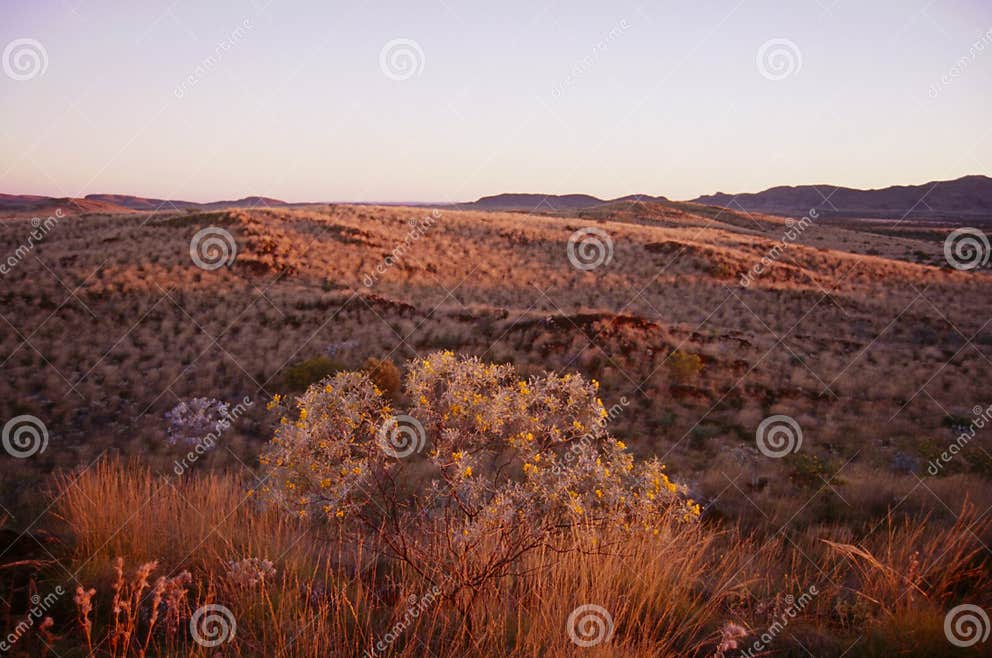 Rolling Landscape in the Pilbara Stock Image - Image of flower, western ...