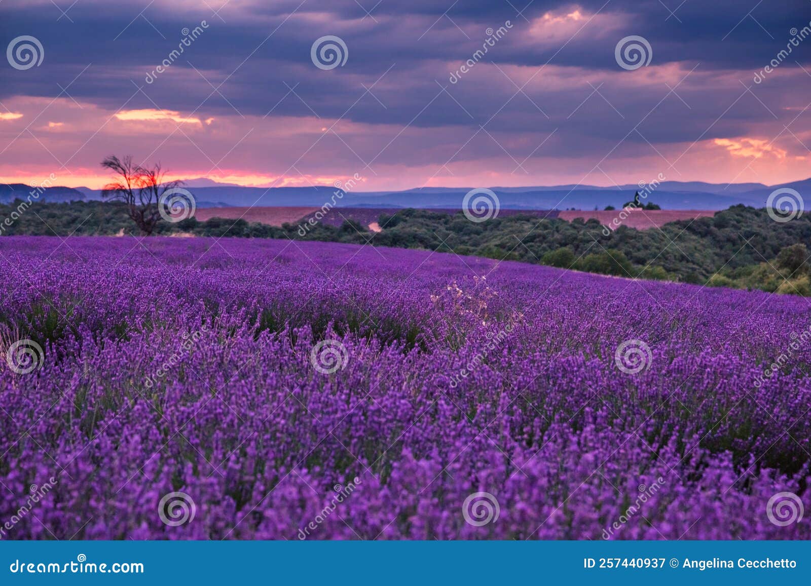 Rolling Lavendar Fields in Valensole France at Sunset Stock Image ...