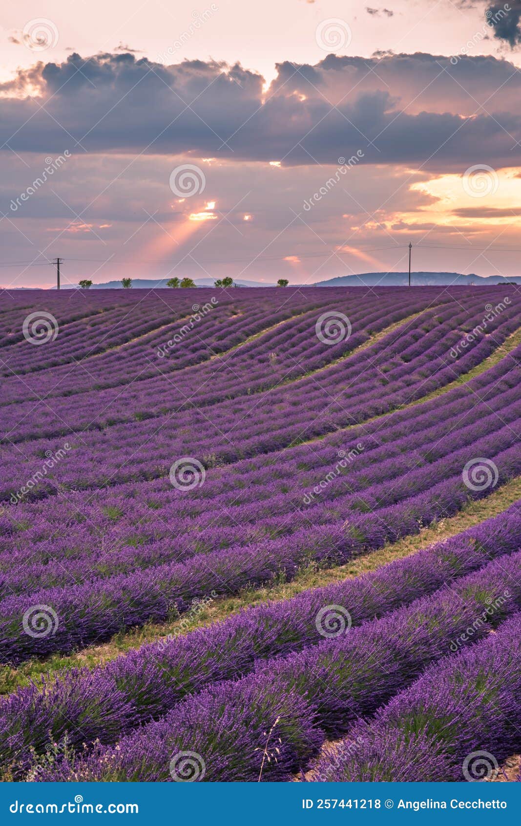 Rolling Lavendar Fields in Valensole France at Sunset Stock Photo ...