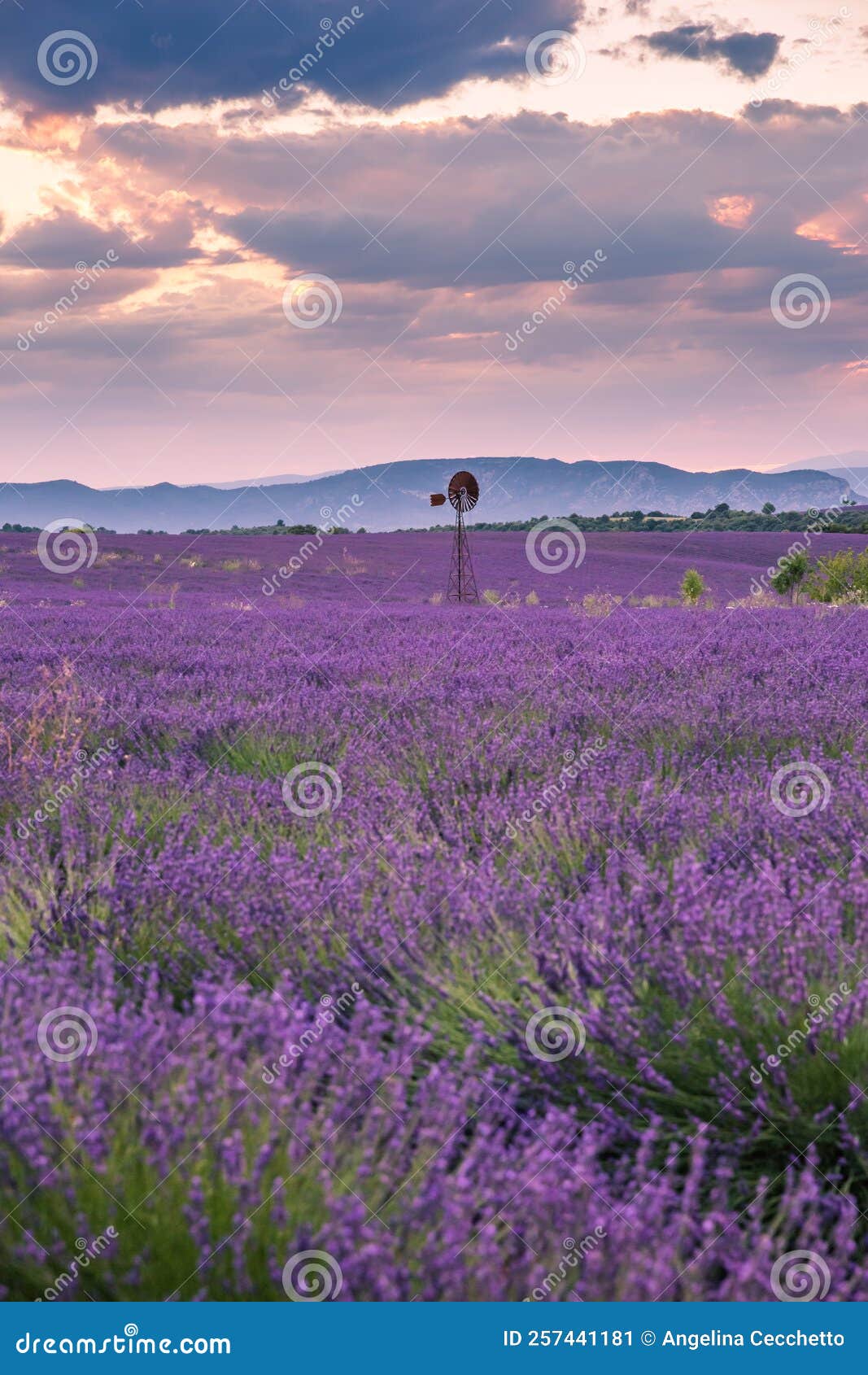 Rolling Lavendar Fields and Windmill in Valensole France at Sunset ...