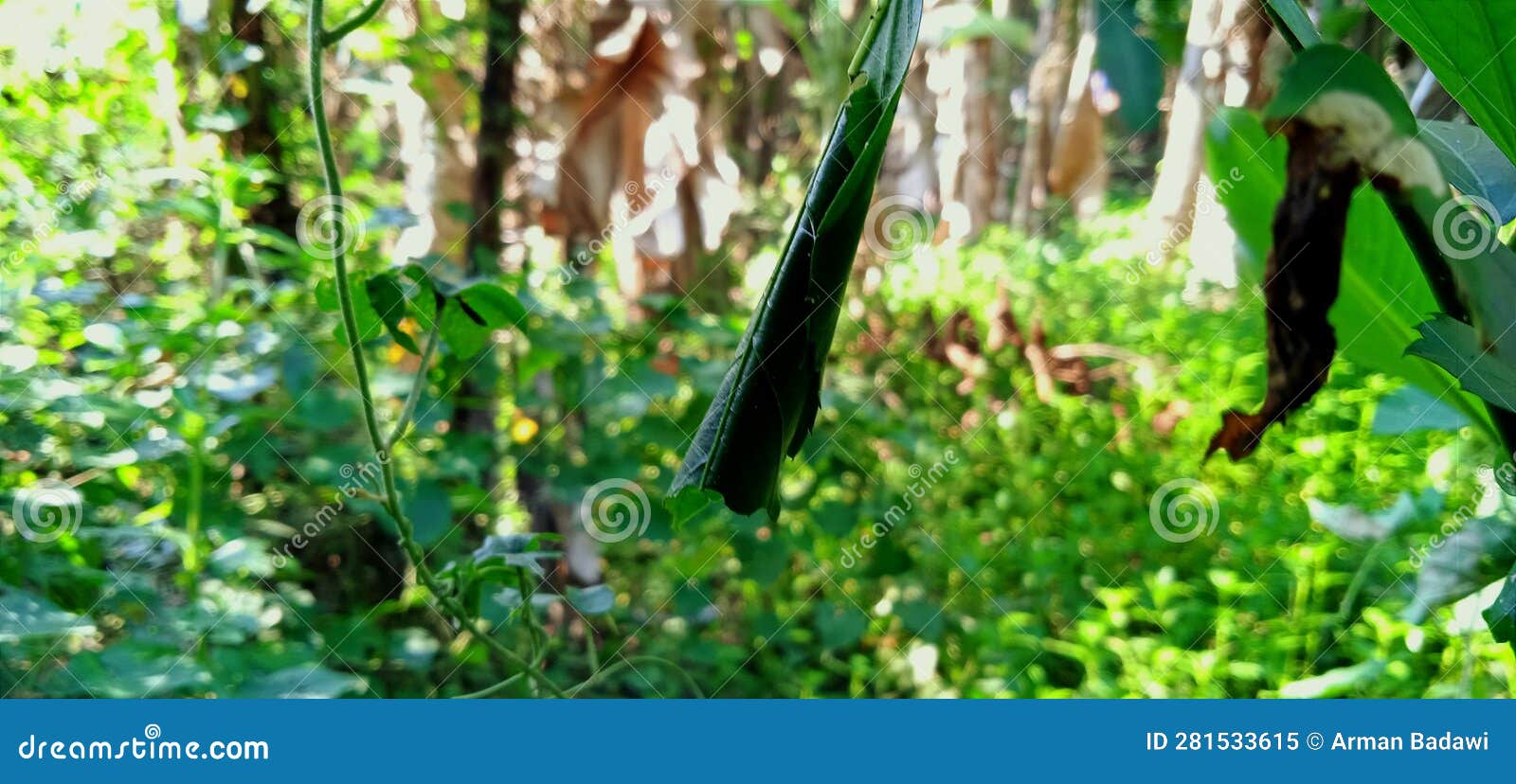 Rolling Leaves are Home To Caterpillars Stock Image - Image of garden ...