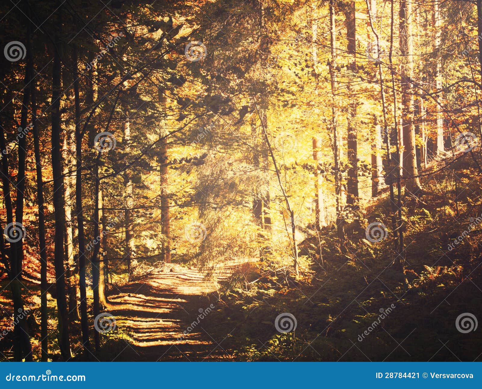 Rolling light stock image. Image of peace, colors, tree - 28784421