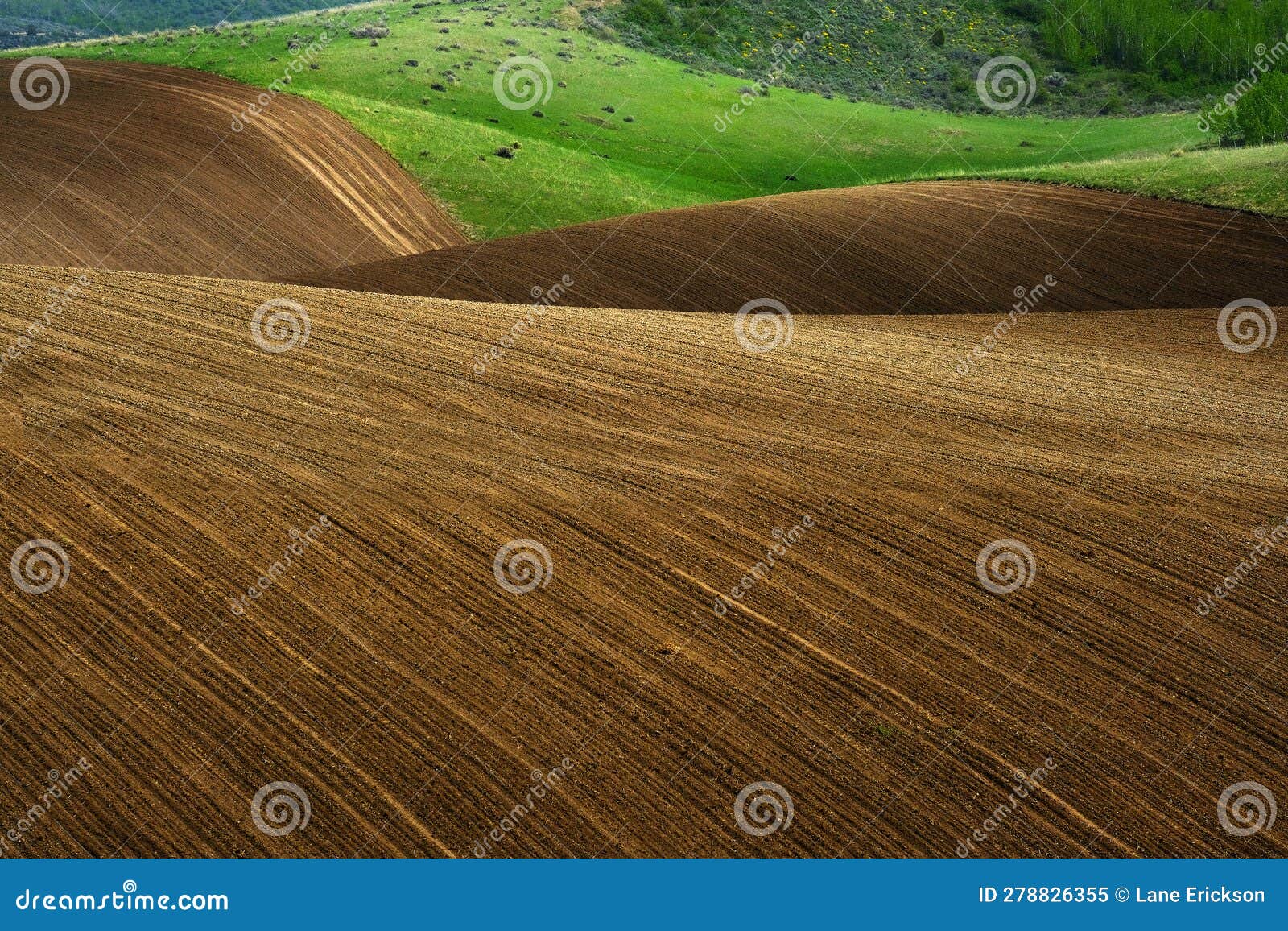 Rolling Plowed Field on Farm with Furrow Marks and Rows Texture Stock ...