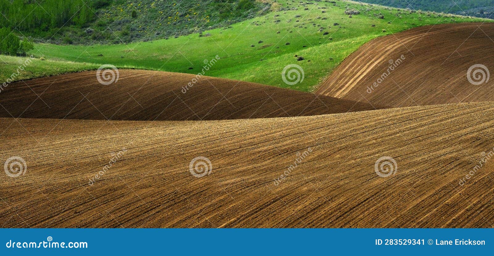 Rolling Plowed Field on Farm with Furrow Marks and Rows Texture Stock ...