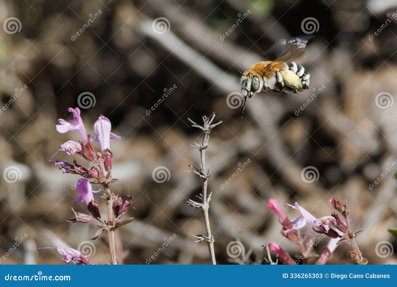 Rolling Shutter Effect of Electronic Shutter on Bee Wings Amegilla ...