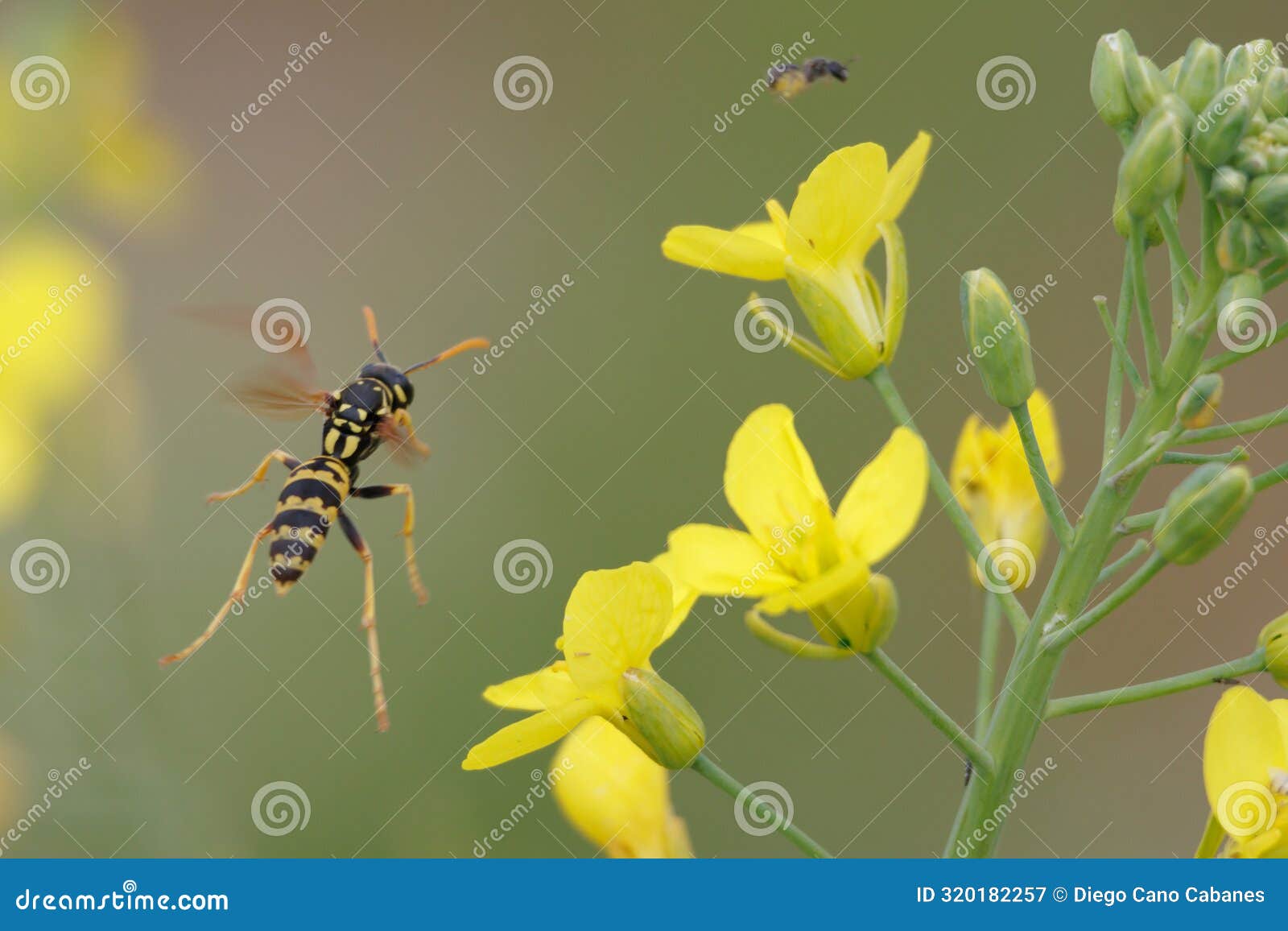 Rolling Shutter Effect on Wasp Wing Approaching Arugula Flower Stock ...