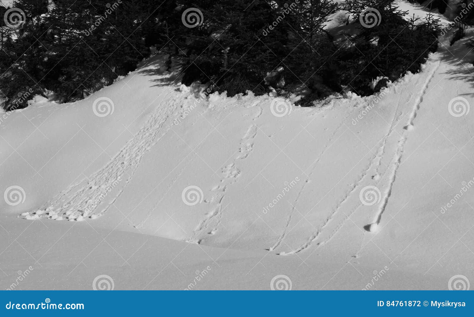 Rolling snow balls stock photo. Image of snow, roll, tracks - 84761872
