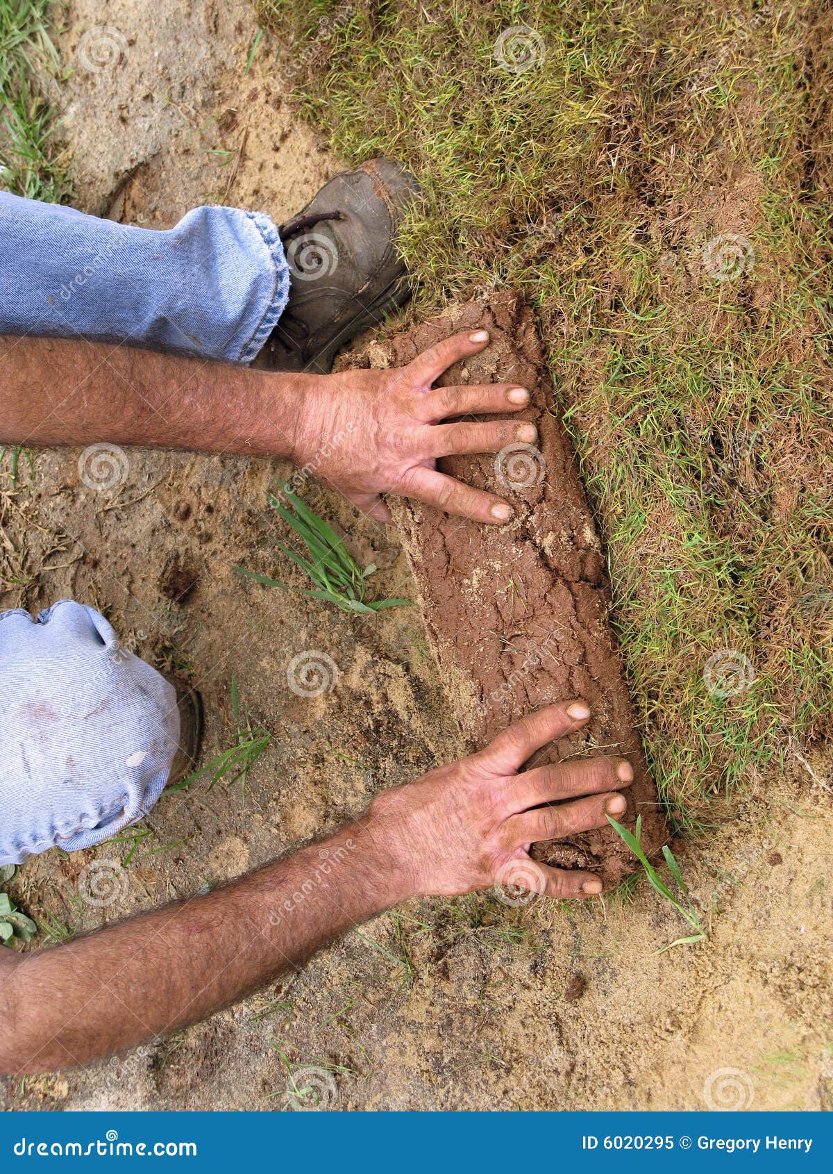 Rolling Sod stock image. Image of hands, yard, arms, squat - 6020295