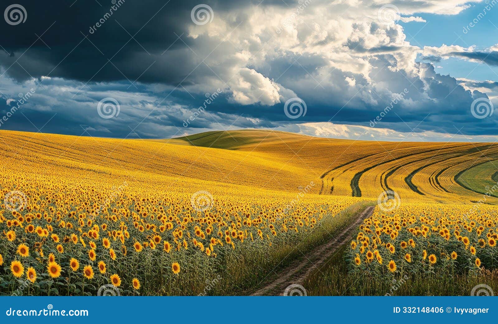 Rolling Sunflower Fields Under Dramatic Skies, Golden Waves Stock ...