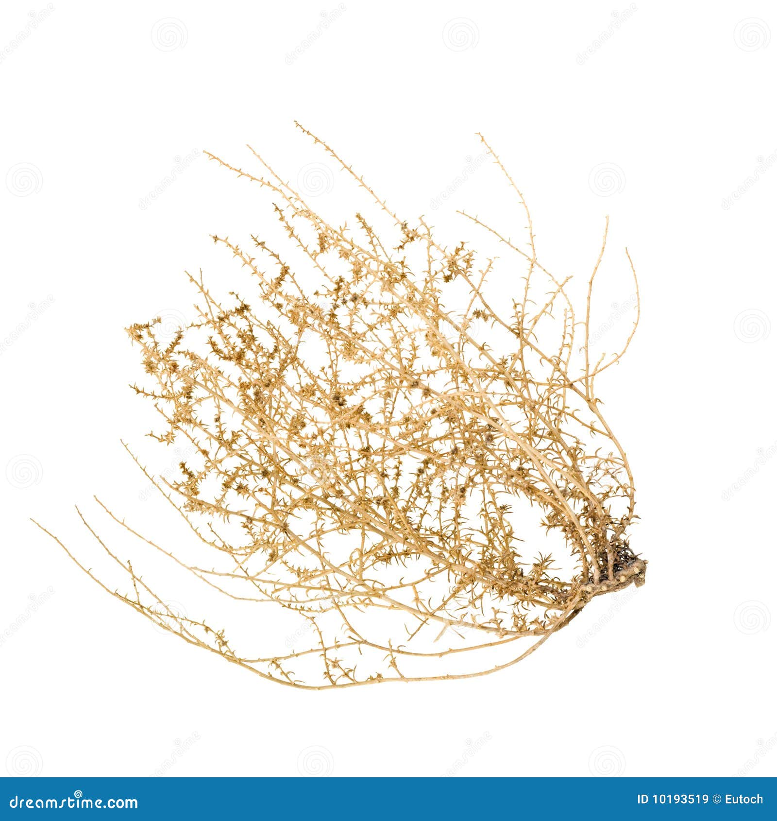 Rolling Tumbleweed stock image. Image of blowing, branches - 10193519