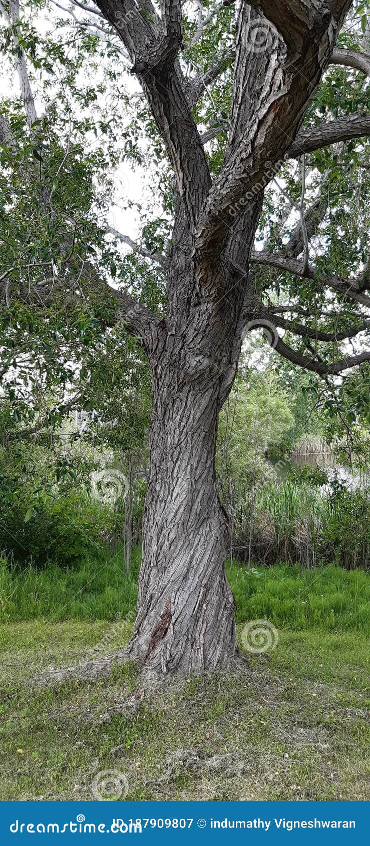 Rolling type of tree stock image. Image of wildlife - 187909807