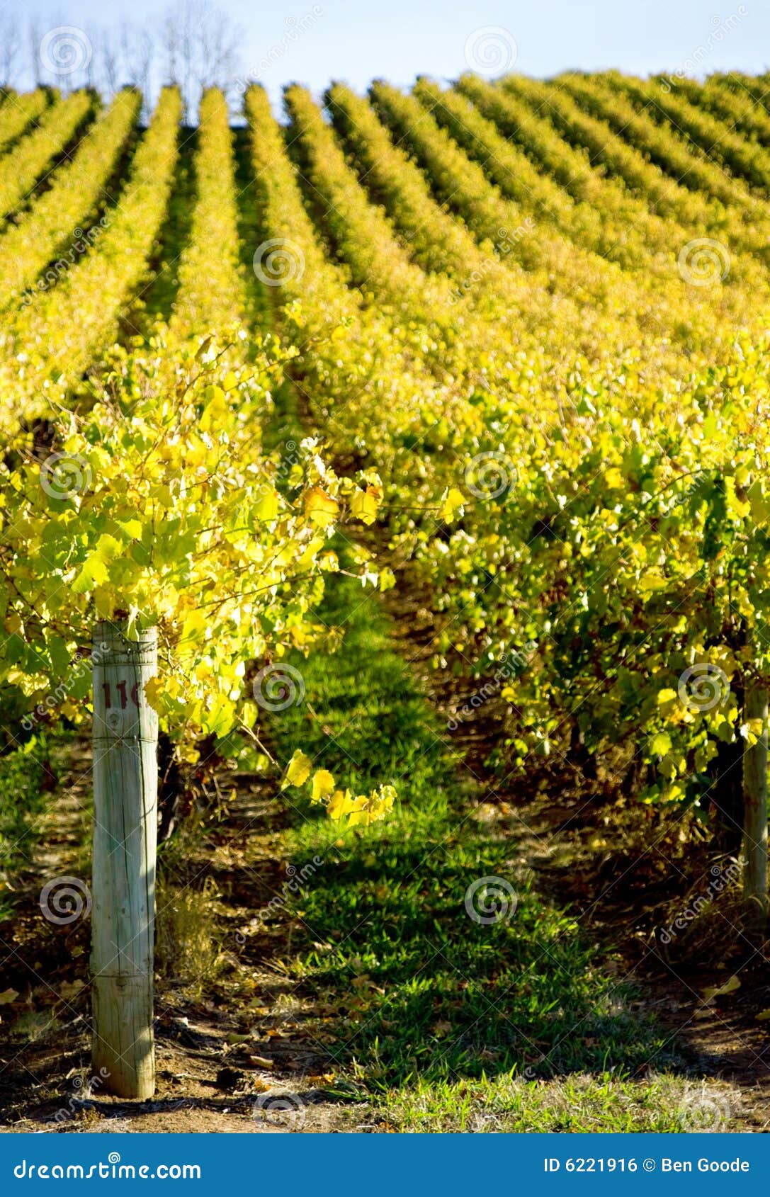 Rolling Vines stock photo. Image of australia, bright - 6221916