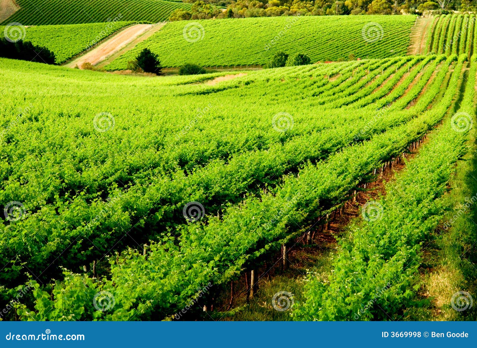 Rolling Vineyard stock photo. Image of tourism, clouds - 3669998