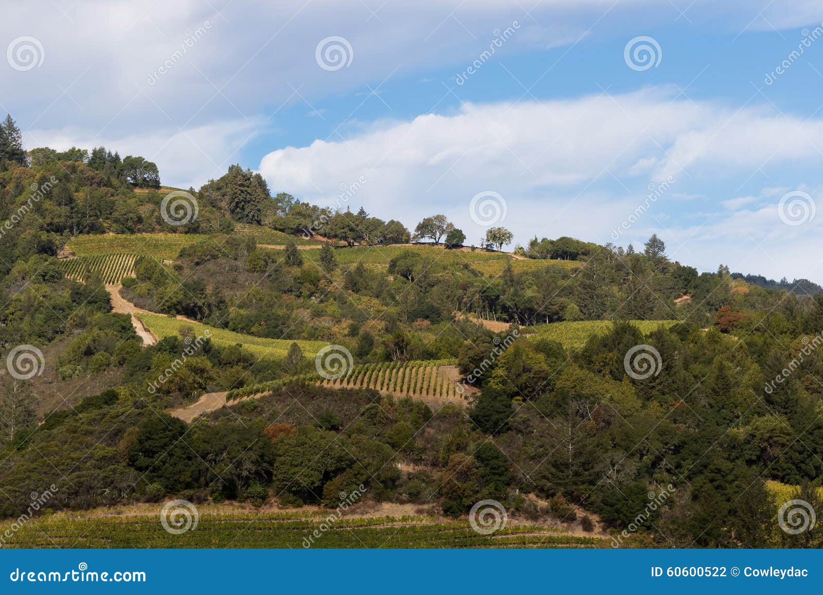 Rolling Vineyard Hills stock photo. Image of vines, rolling - 60600522