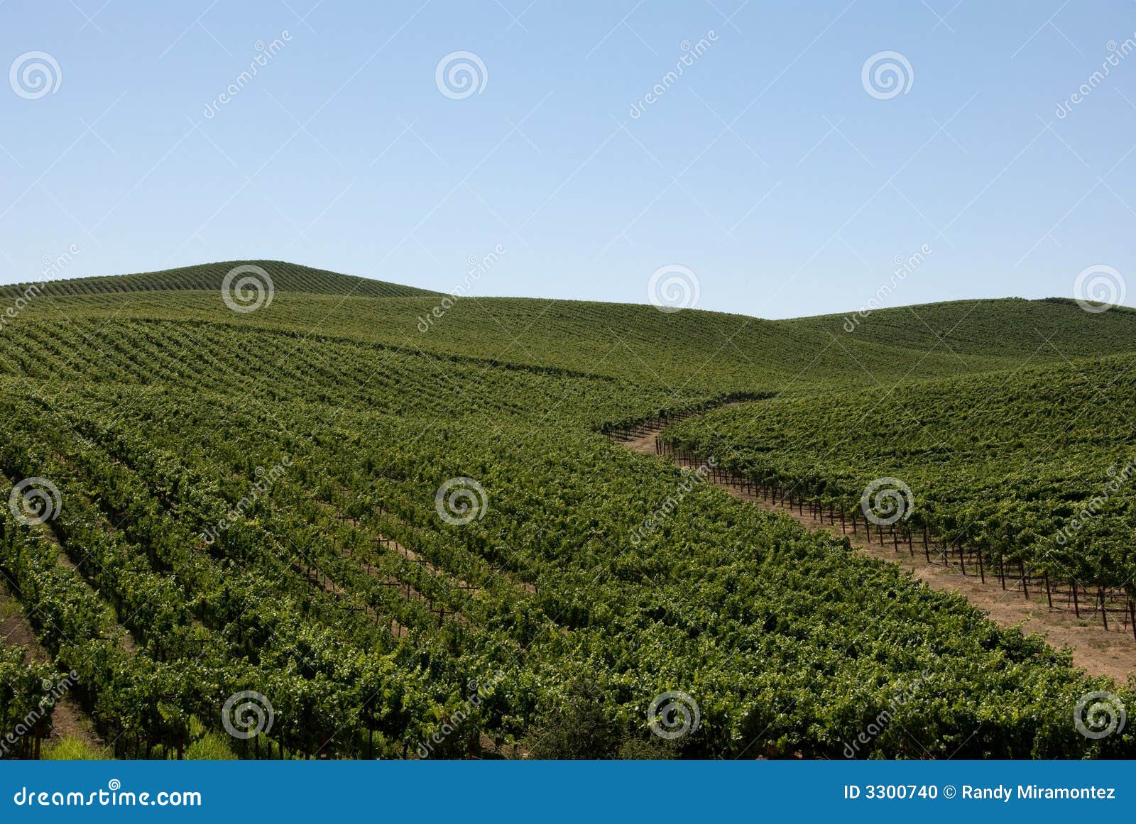 Rolling Vineyards stock photo. Image of white, seasonal - 3300740