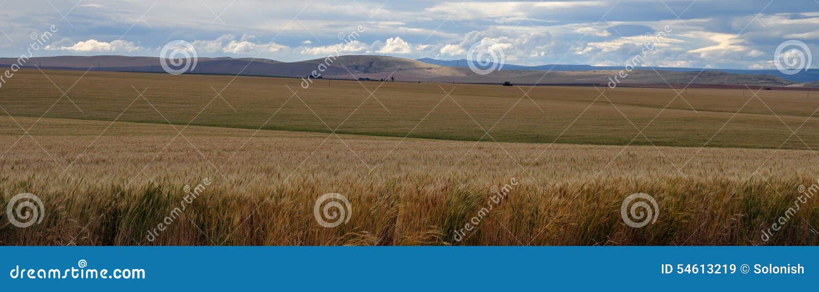 Rolling Wheat stock image. Image of farm, richland, washington - 54613219