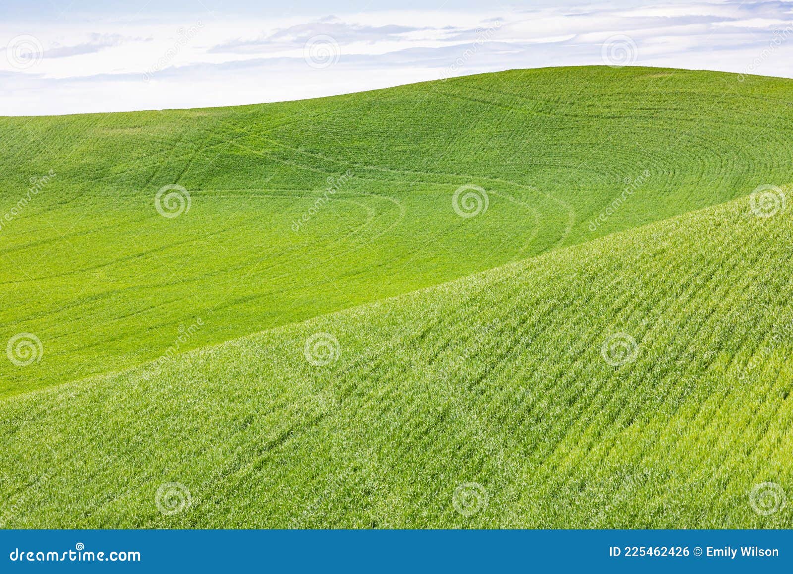 Rolling Wheat Fields in the Palouse Hills Stock Photo - Image of loess ...