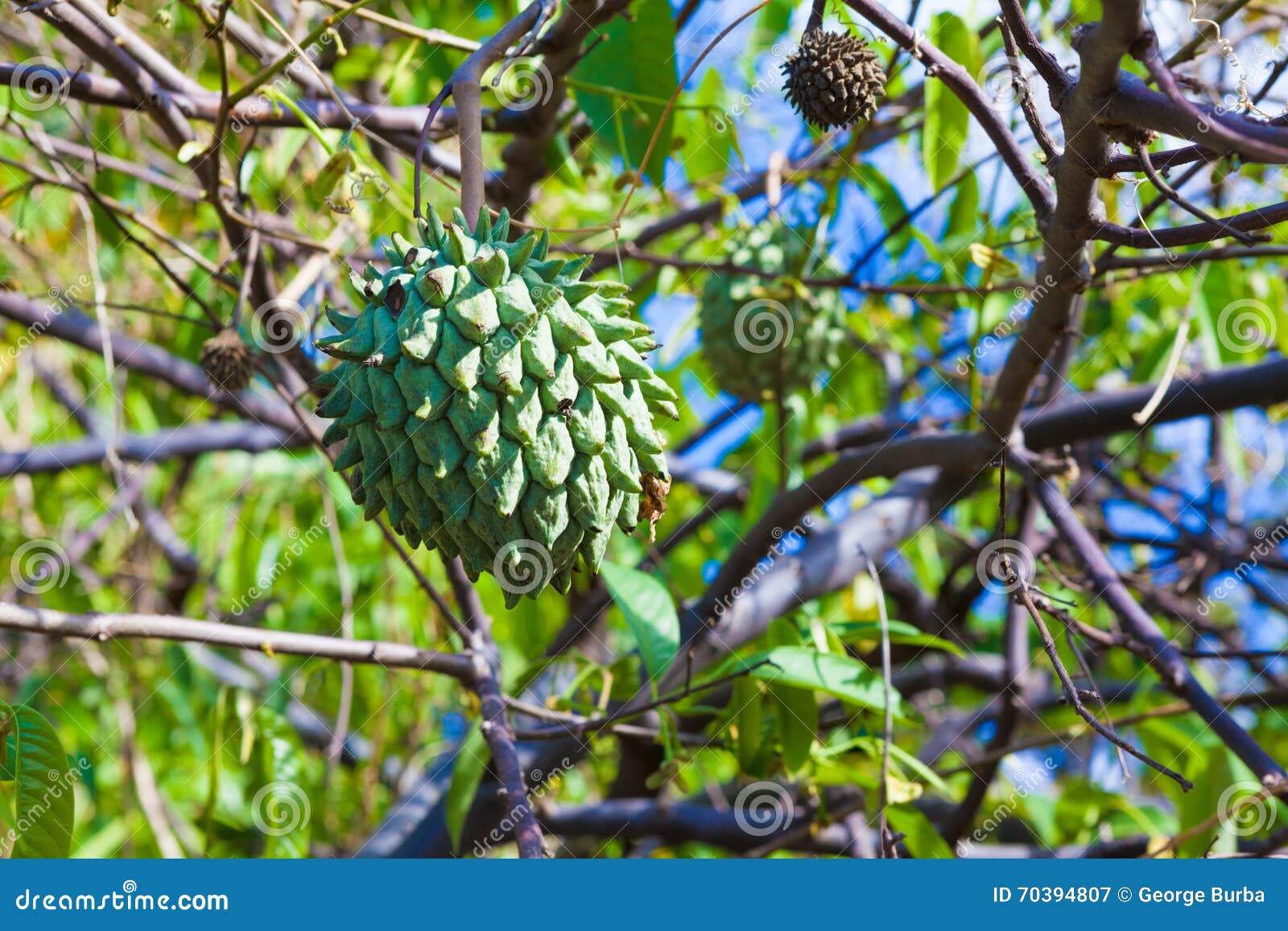 Rollinia fruit stock image. Image of beauty, freshness - 70394807