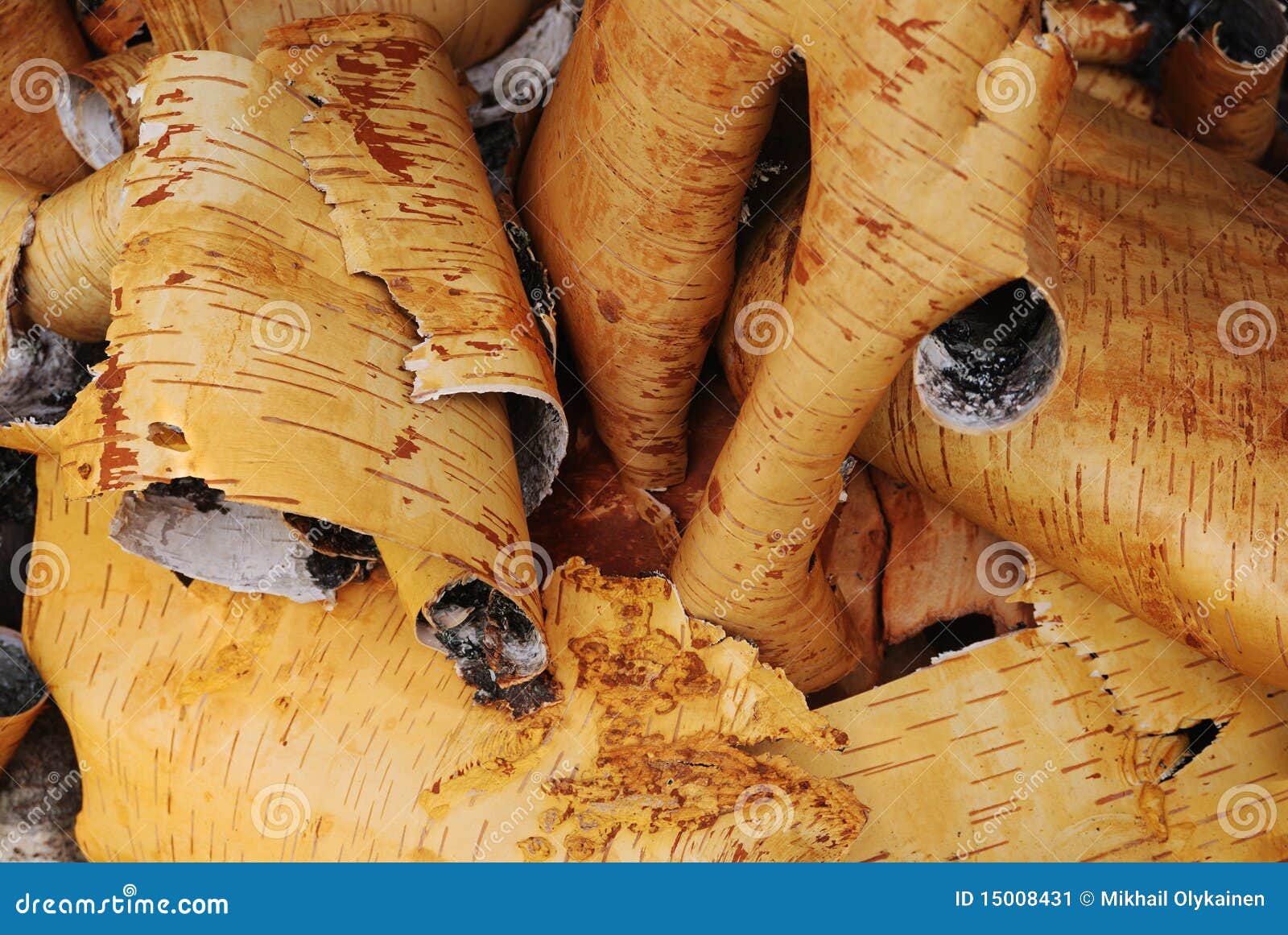 Rolls Of Birch Bark Background Texture. Rolled Bark Details Of Birch ...