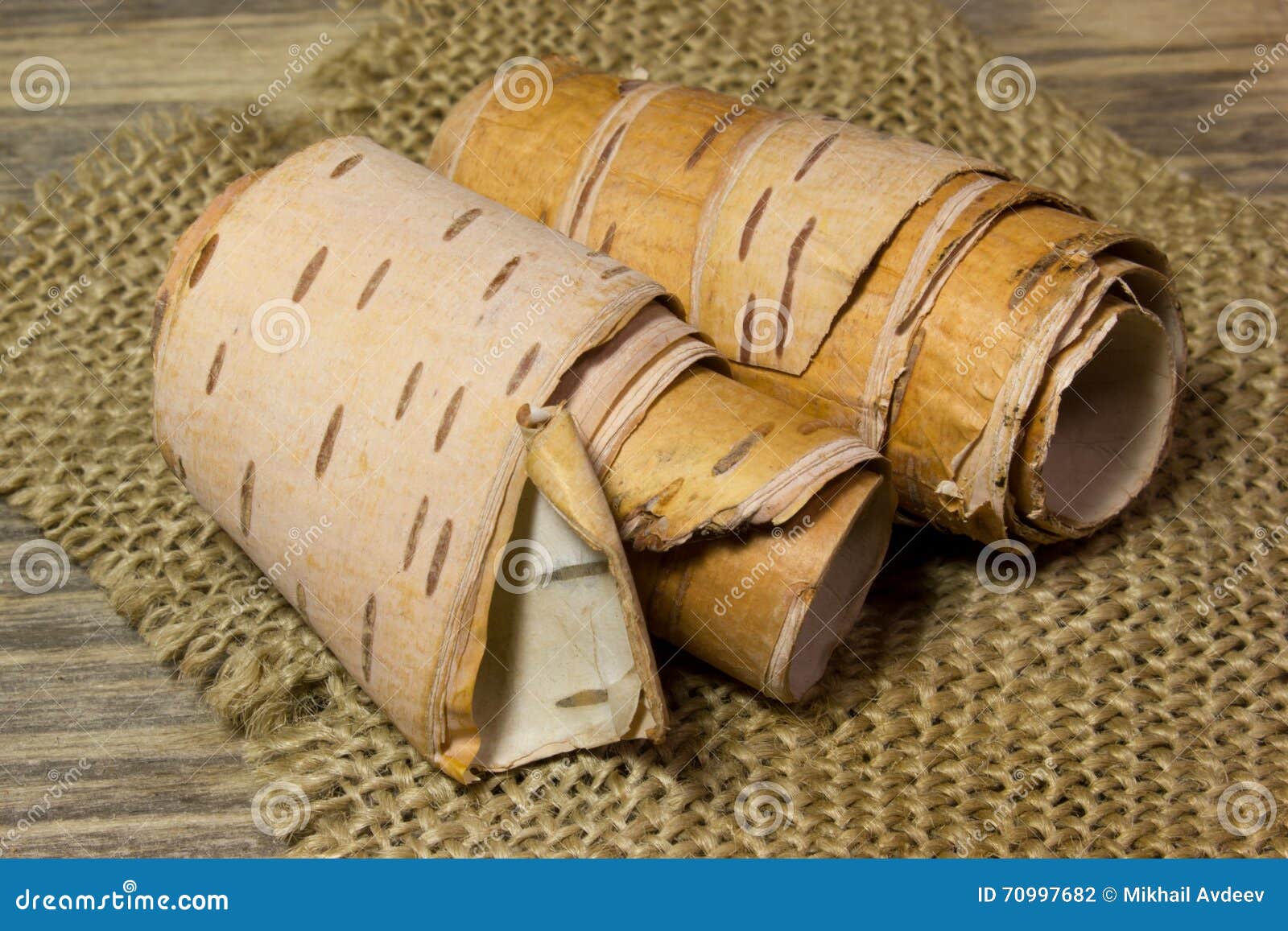 Rolls of birch Bark stock photo. Image of history, scroll - 70997682
