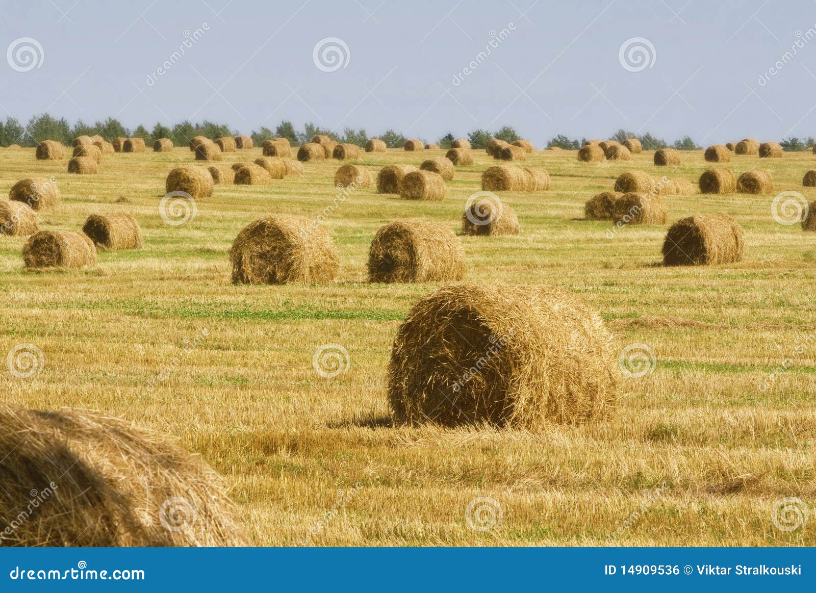 Rolls of Hay on Field in the Countryside Stock Photo - Image of ...