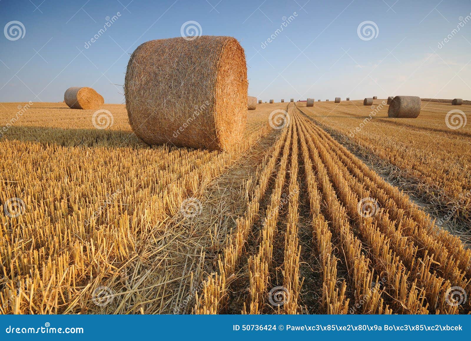 Rolls of Hay on the Field after Harvest Stock Photo - Image of farms ...