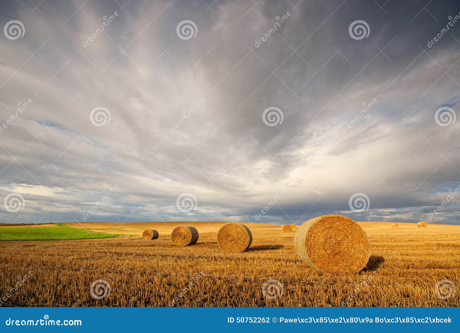 Rolls of Hay on the Field after Harvest Stock Photo - Image of fodder ...