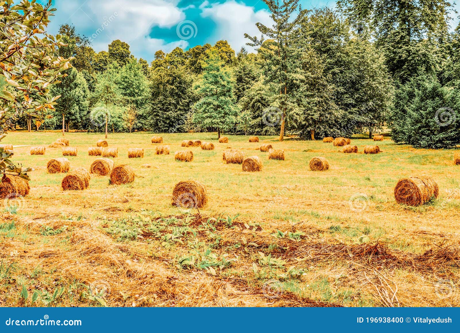 Rolls of Hay Lie in a Collapsed Large Sloping Field Stock Photo - Image ...