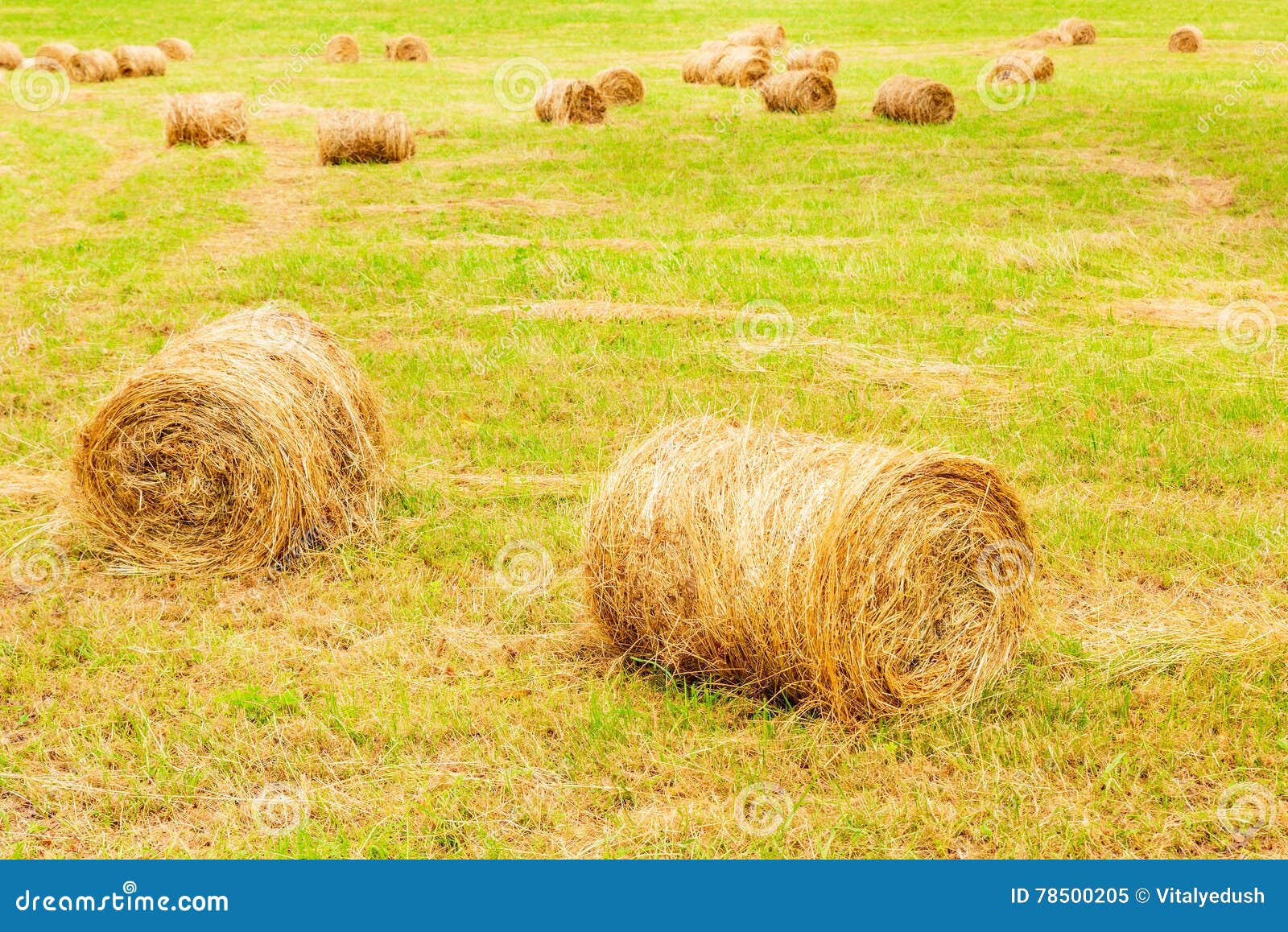 Rolls of Hay Lie in a Collapsed Large Sloping Field. Stock Image ...