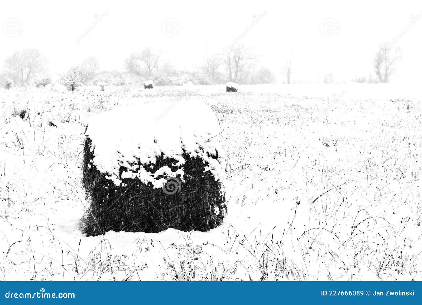 Rolls of hay in winter stock image. Image of frost, country - 227666089