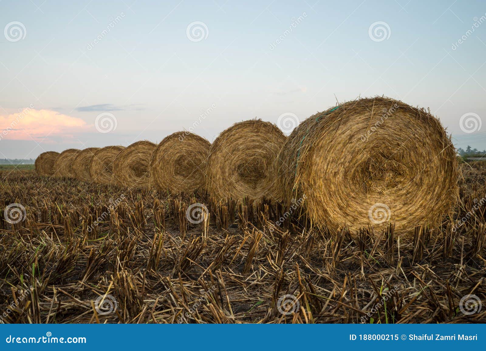 Rolls of Haystack on the Paddy Field. Stock Image - Image of close ...