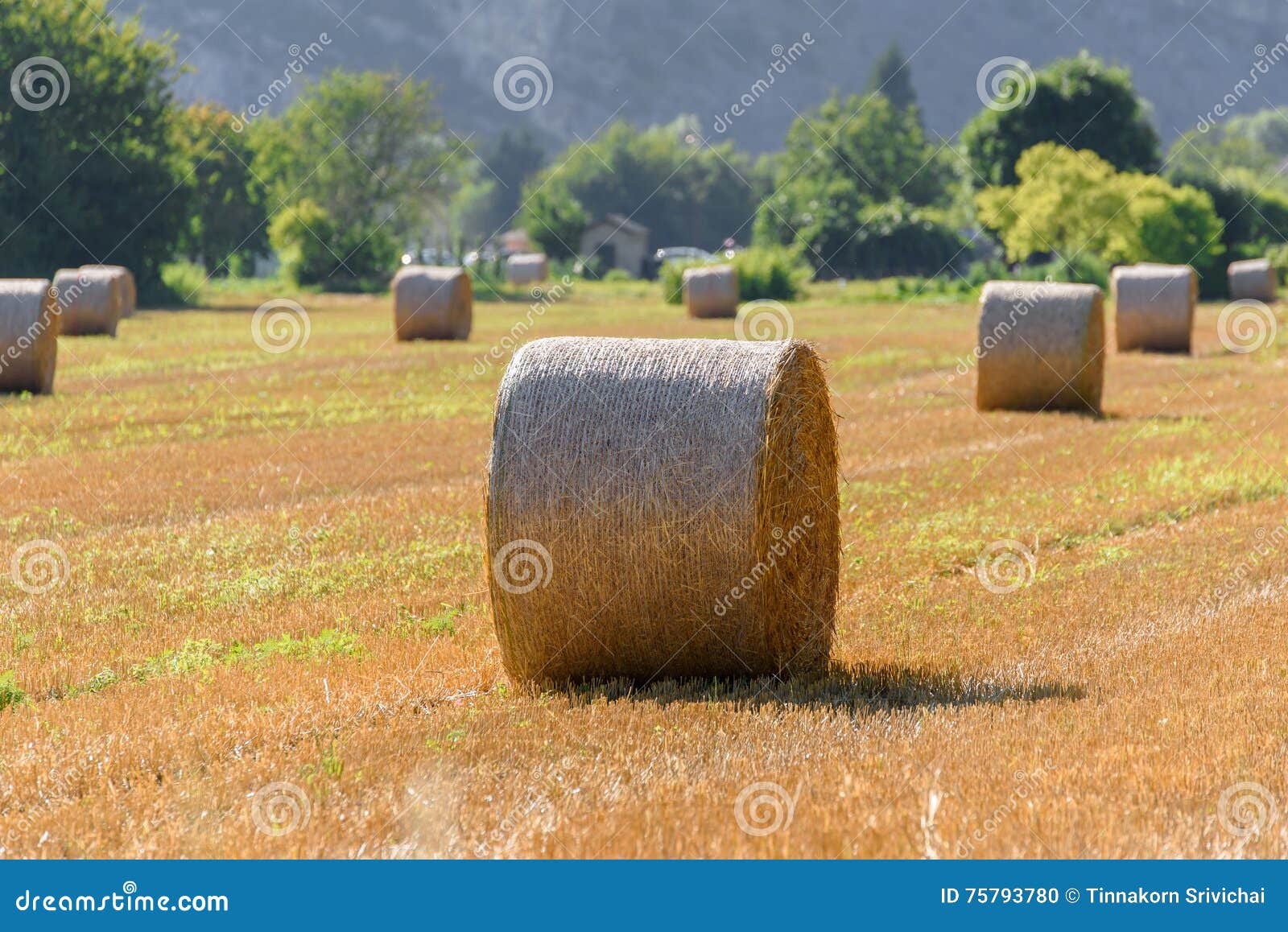 Rolls of haystack stock photo. Image of roll, round, rural - 75793780