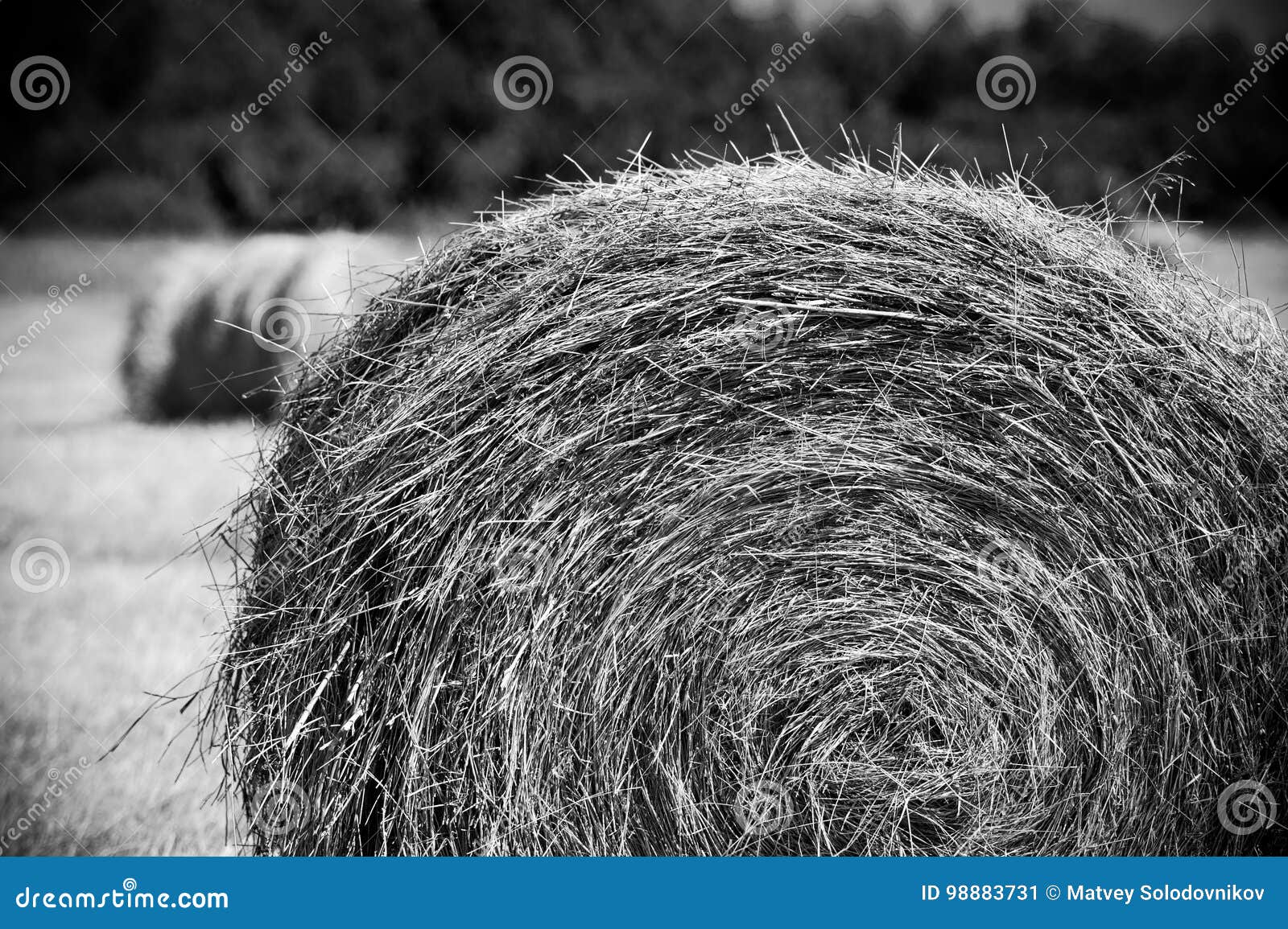 Rolls of Haystacks on the Field. Summer Farm Scenery with Haystack ...