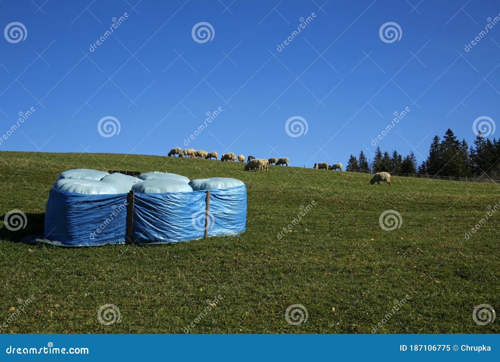 Rolls of Packed Ensilage and Flock of Sheep Stock Image - Image of ...