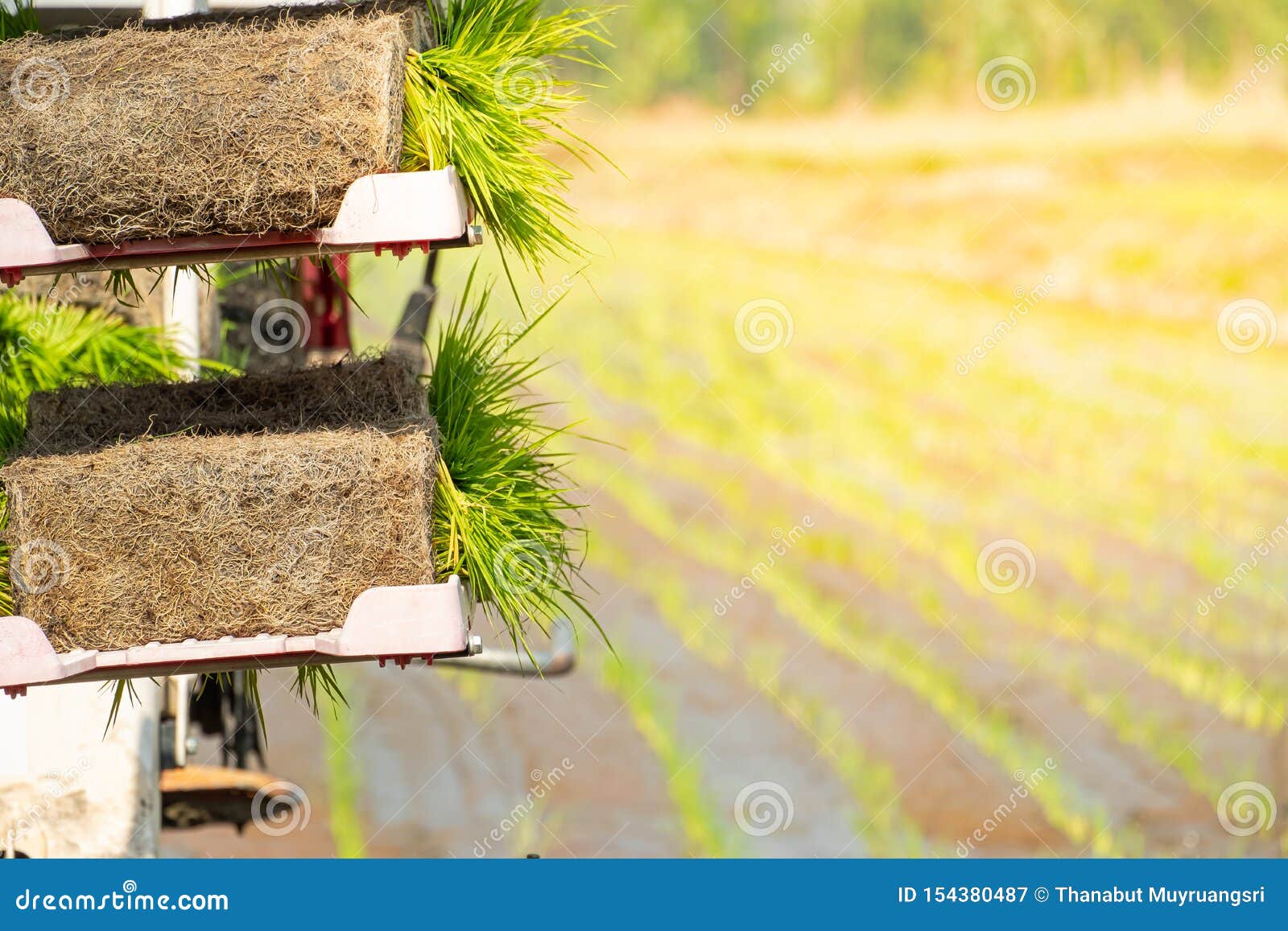 Rolls of Rice Seedling for Prepare Agricutural on Plate in Rice Field ...