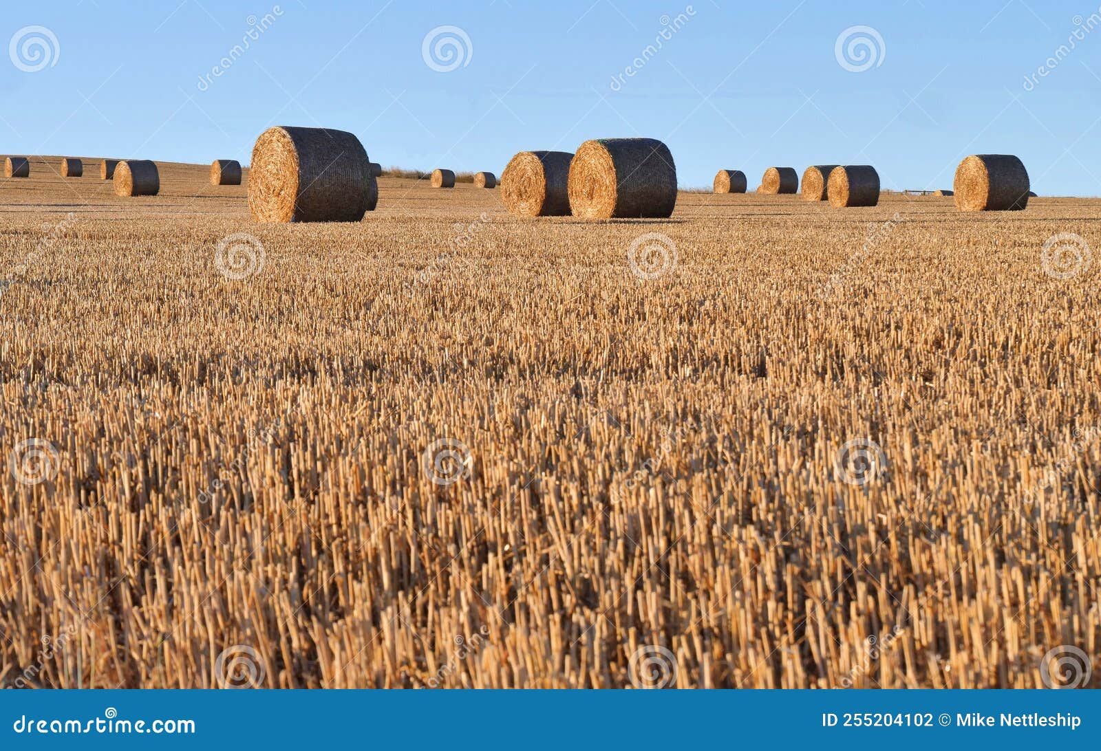 Rolls of Straw in a Field of Stubble after Crops Have Been Gathered ...