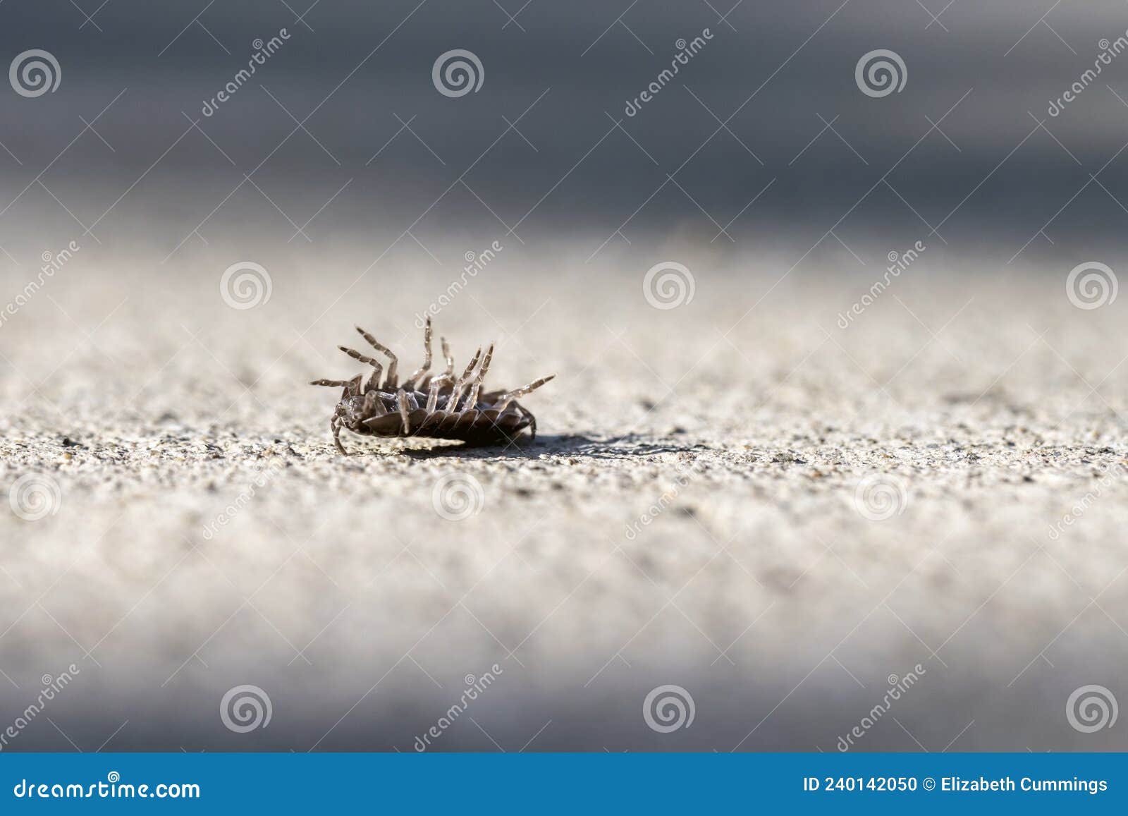 Rolly Polly Stock Photos - Free & Royalty-Free Stock Photos from Dreamstime