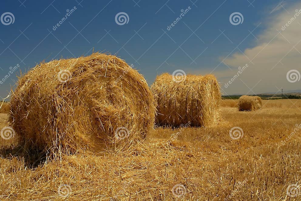Rolos do feno foto de stock. Imagem de agricultura, campo - 817034