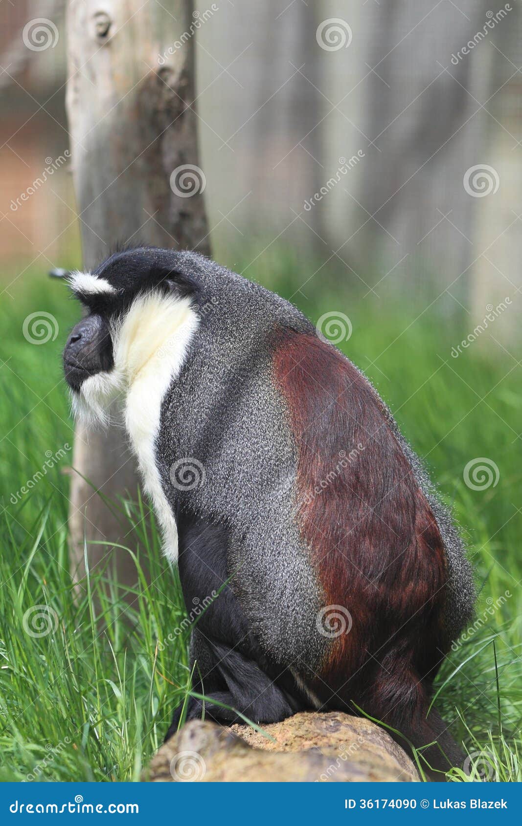 Roloway monkey stock photo. Image of nature, sitting - 36174090