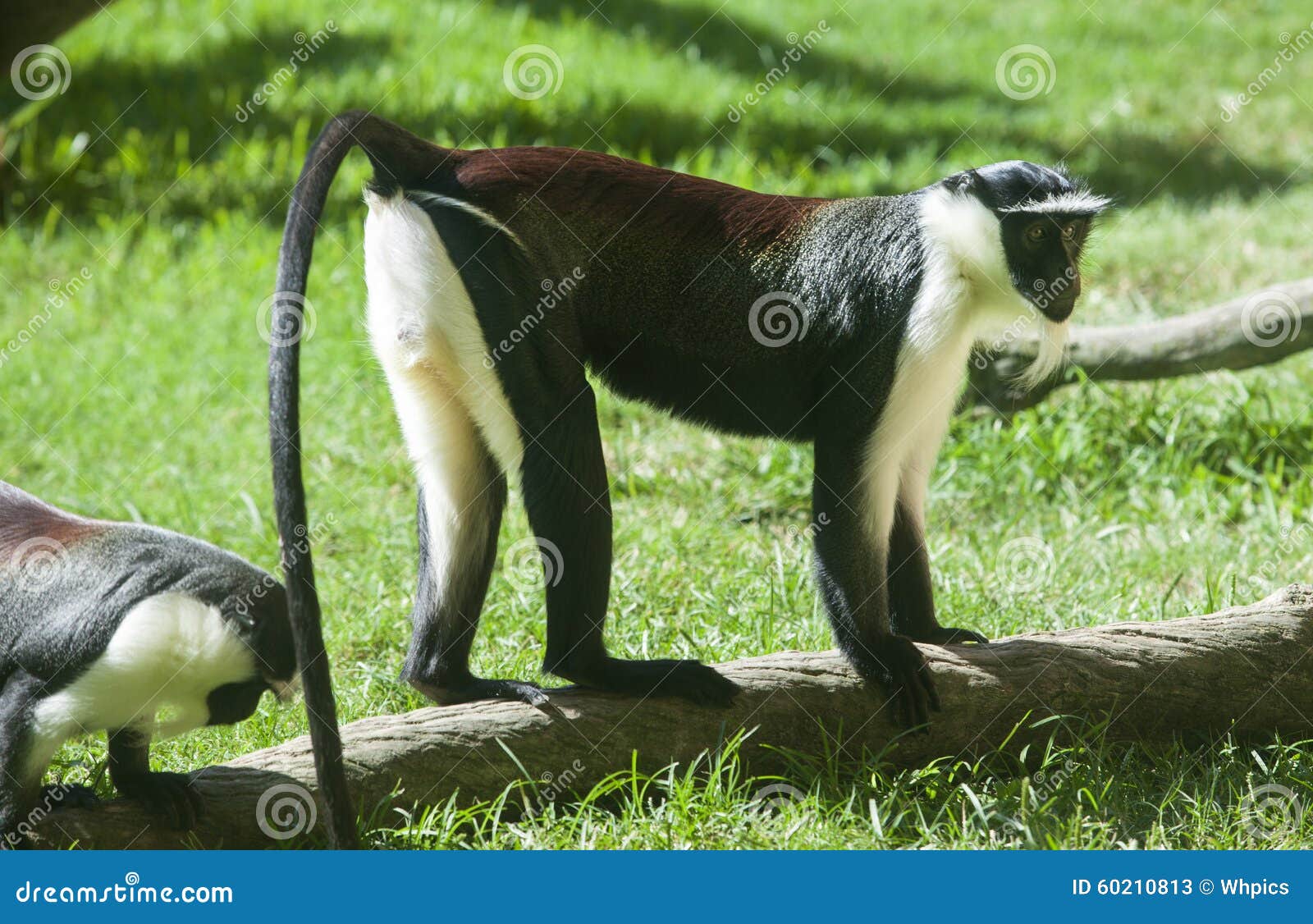 Roloway monkey stock image. Image of macaques, profile - 60210813