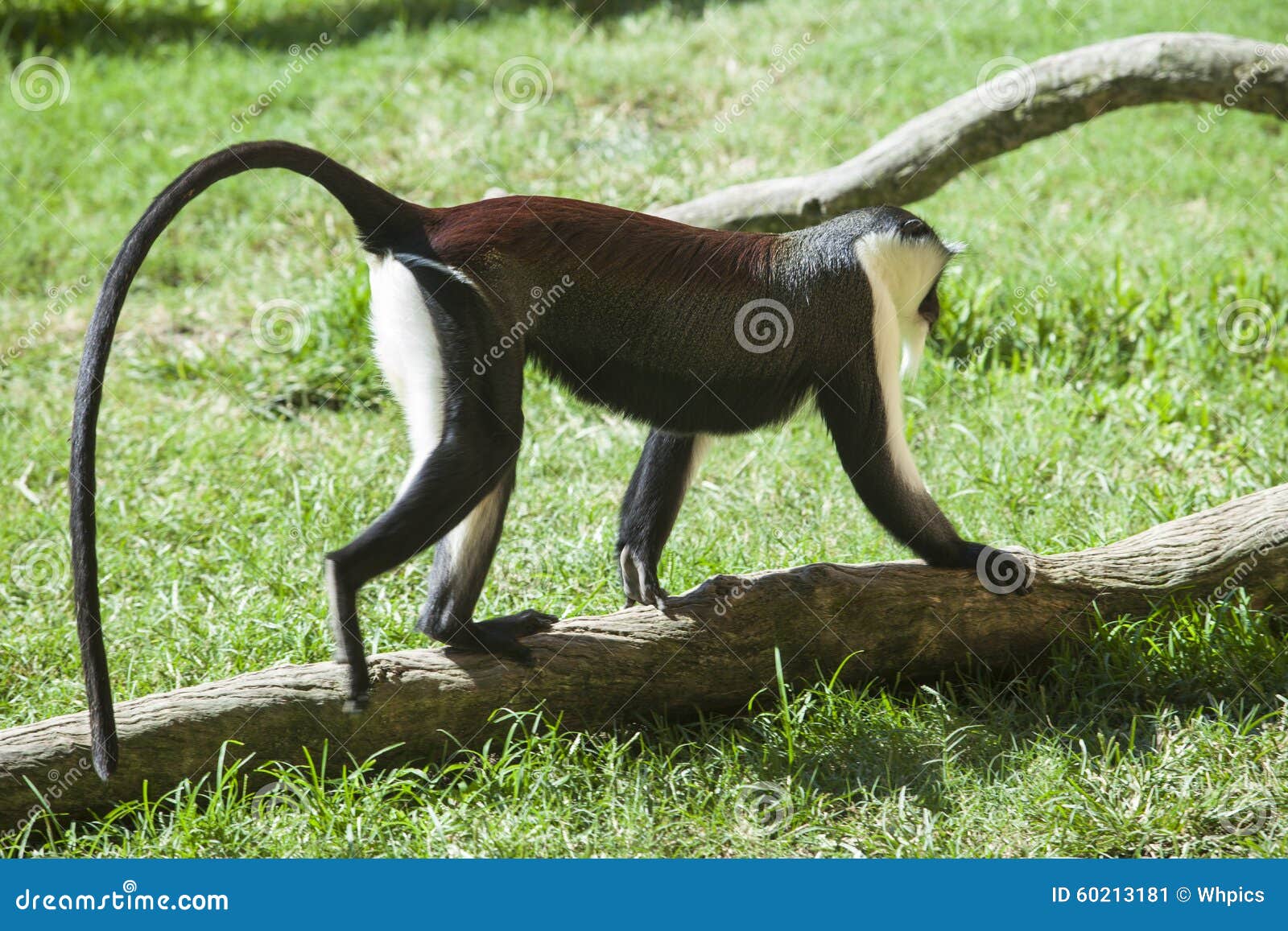 Roloway monkey stock image. Image of roloway, wildlife - 60213181