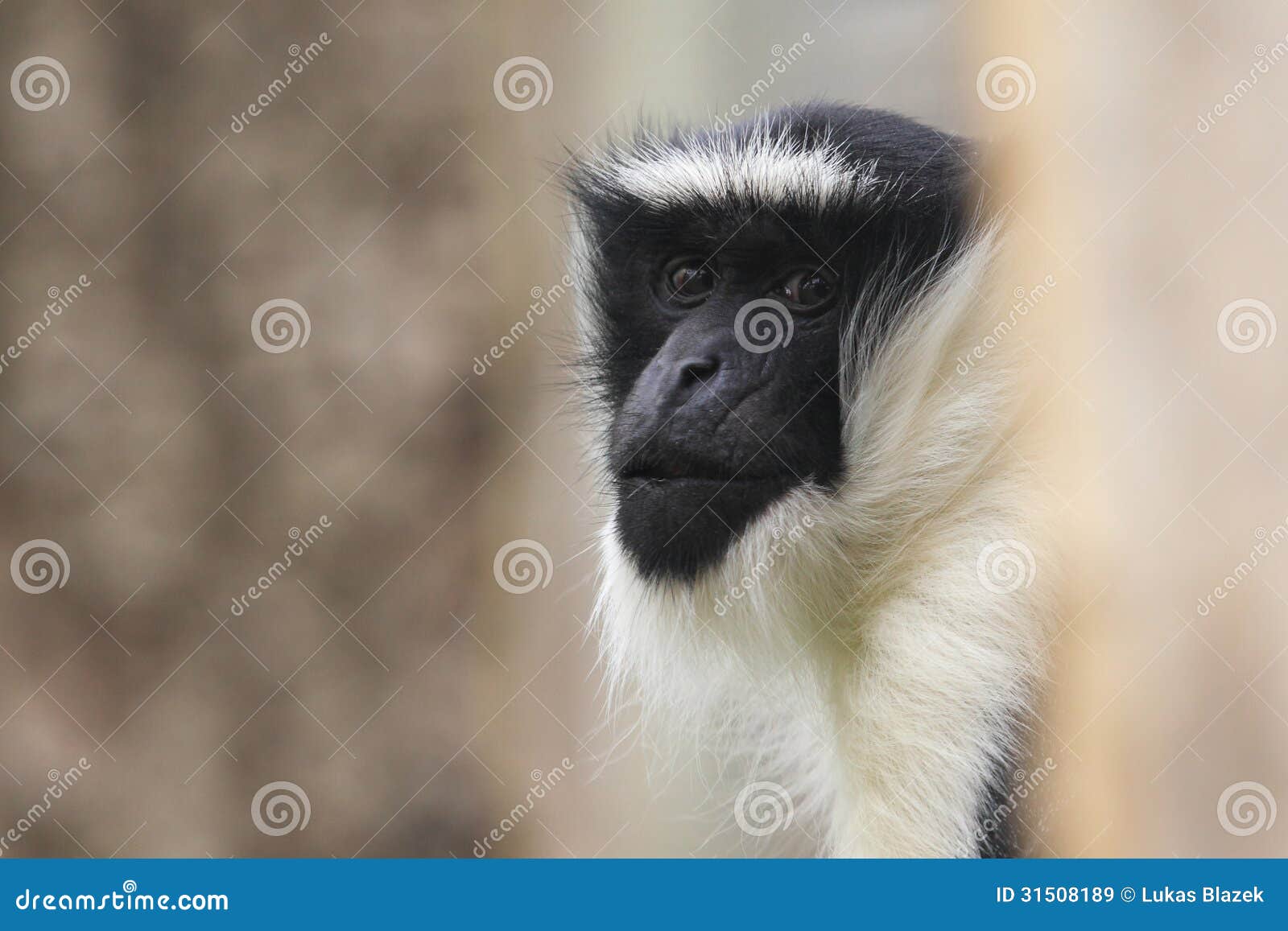 Roloway monkey stock image. Image of world, monkey, primate - 31508189
