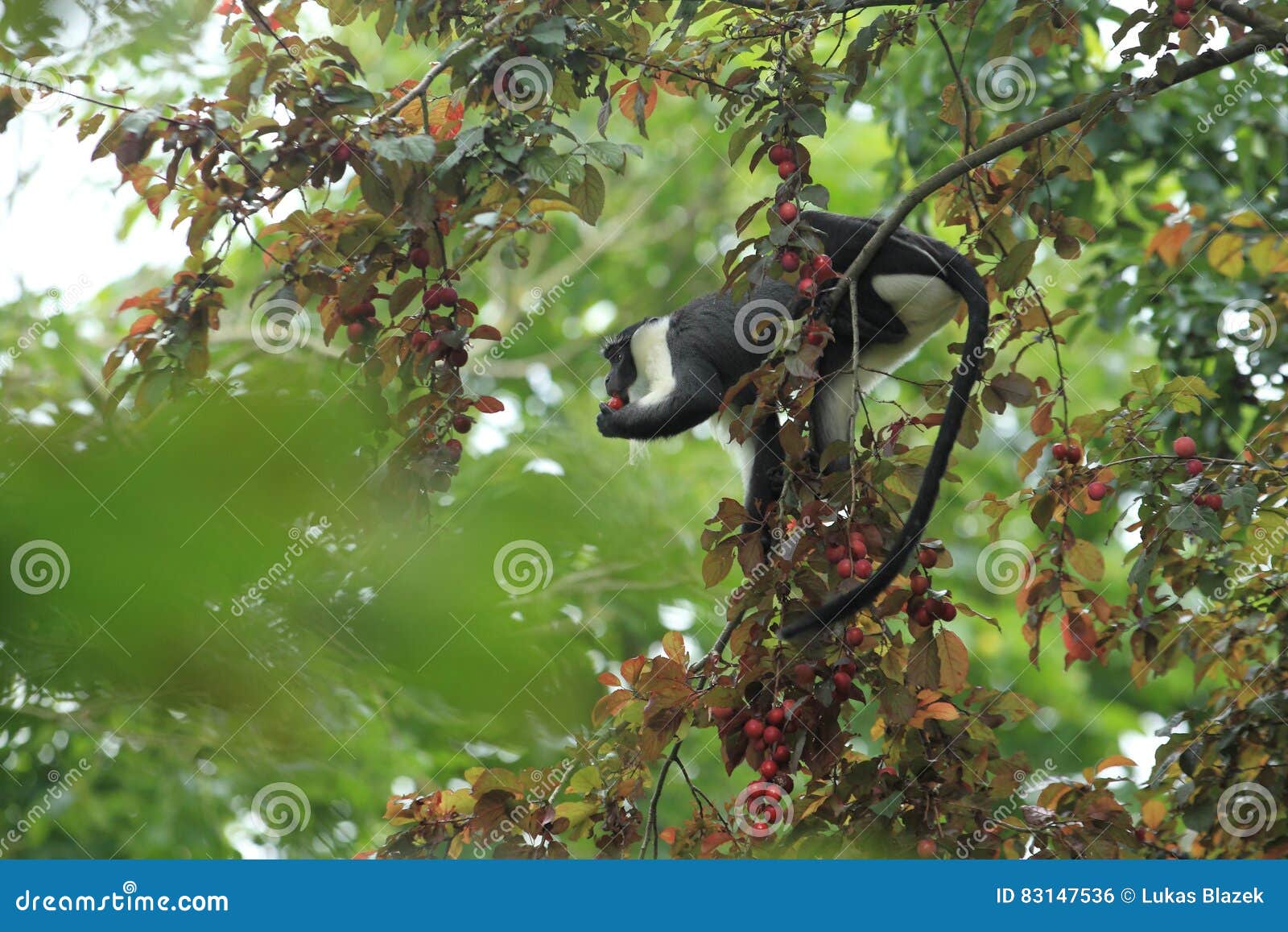 Roloway monkey stock photo. Image of monkey, sitting - 83147536