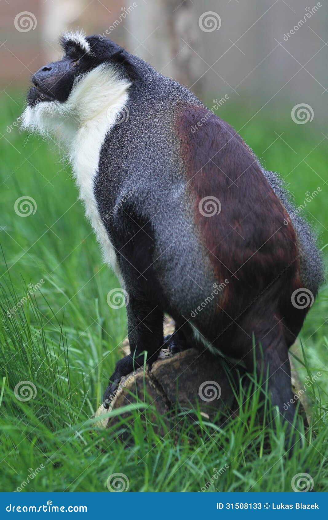 Roloway monkey stock image. Image of cercopithecus, nature - 31508133