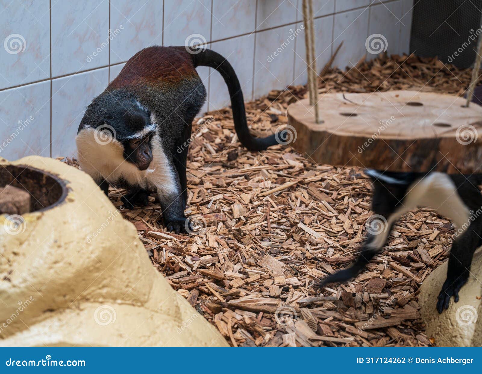 Roloway Monkey Stands in Enclosure Stock Photo - Image of cercopithecus ...