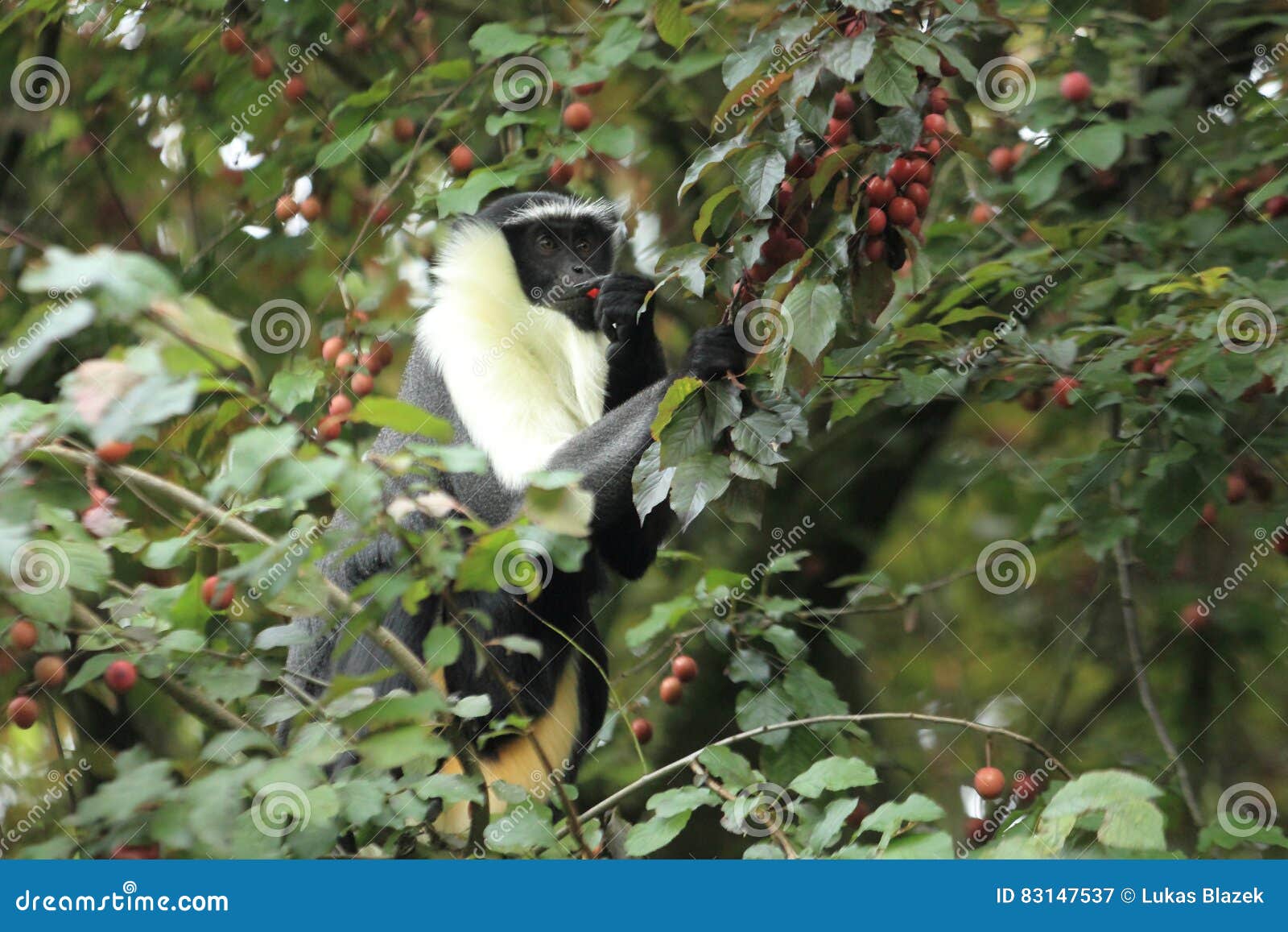 Roloway monkey stock image. Image of world, primate, roloway - 83147537